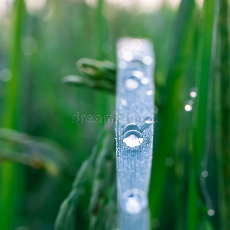 Drop on rice sprout stock image. Image of culture, dolly - 162787221