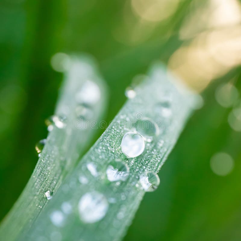 Drop on rice sprout stock image. Image of backdrop, harvest - 162787225