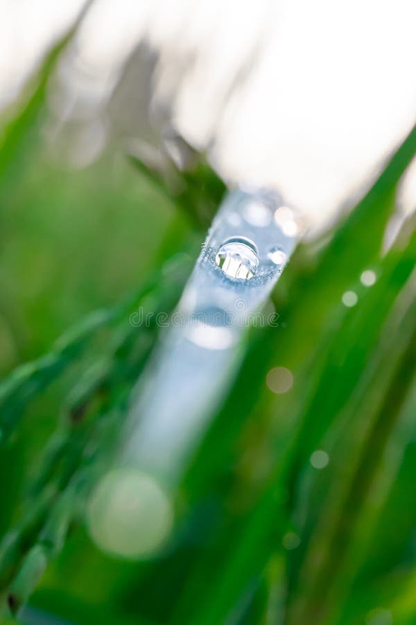 Drop on rice sprout stock photo. Image of meadow, motion - 162787234