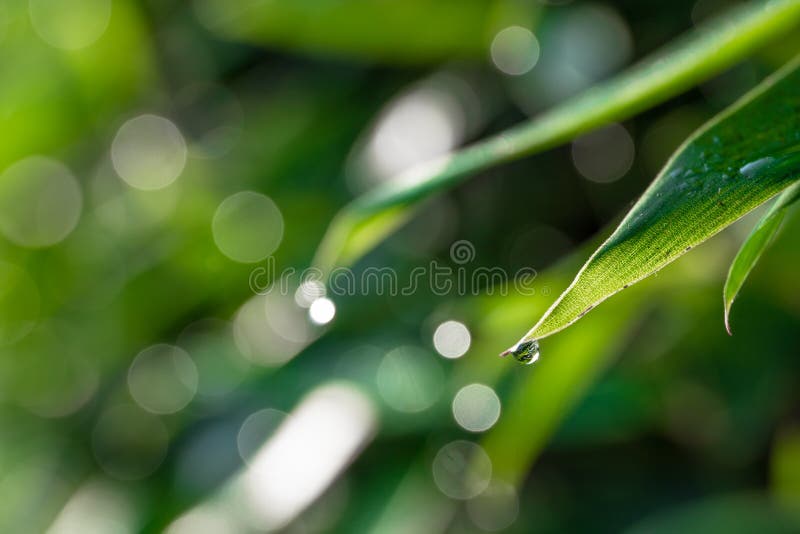 Drop on rice sprout stock image. Image of ingredient - 168127639
