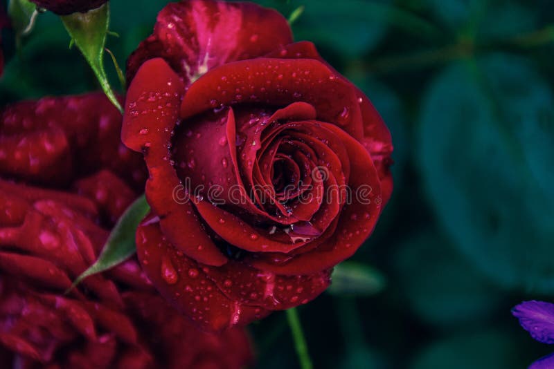 Drop of the rose tears stock image. Image of nature - 152092437