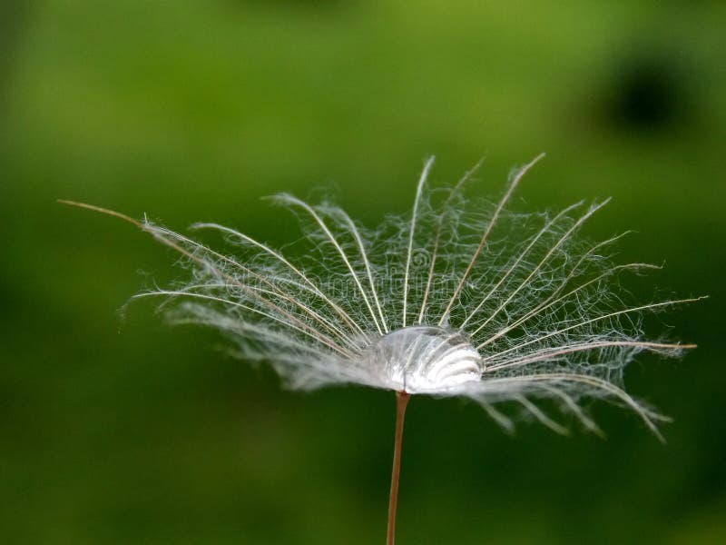 A drop in the seed stock image. Image of small, water - 72257427