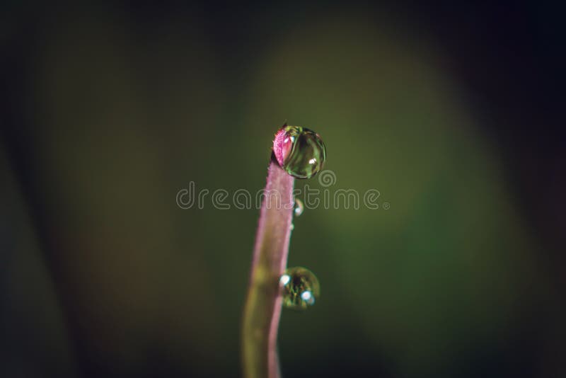 Drop stock photo. Image of alone, live, beuty, love, grass - 70305664
