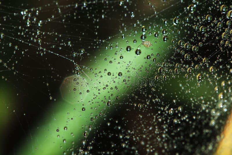 Drop on Spider Web or Seed Plant in Nature for Backgroud Stock Photo ...