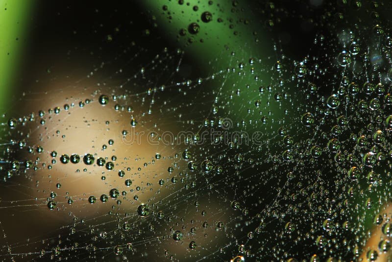 Drop on Spider Web or Seed Plant in Nature for Backgroud Stock Photo ...