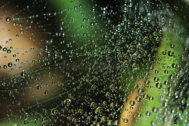 Drop on Spider Web or Seed Plant in Nature for Backgroud Stock Image ...