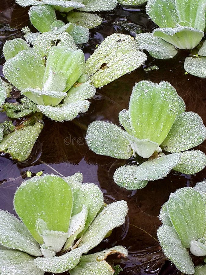 Drop stock image. Image of drop, garden, leaf, healthy - 46556341