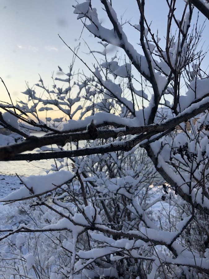 Snowy drop trees stock image. Image of snow, mars, tree - 193253835
