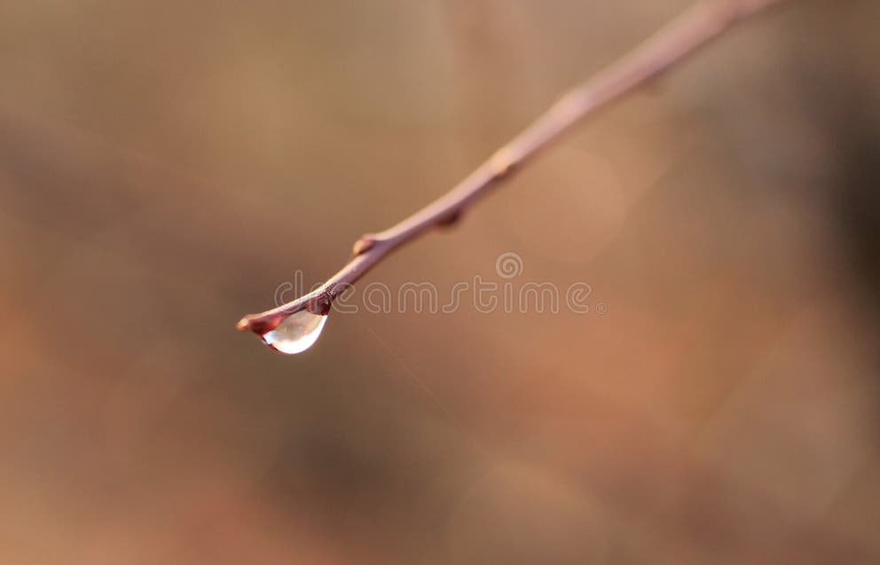 Drop on the twig stock image. Image of outdoor, growing - 81709381