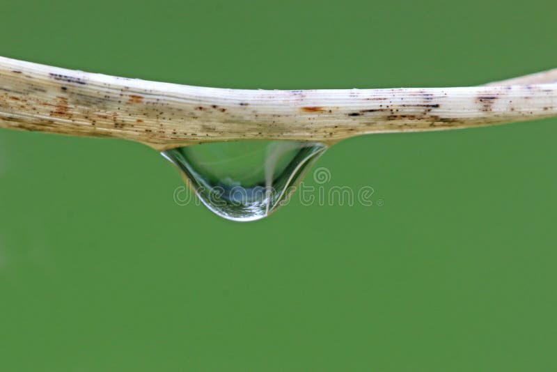Drop on a twig after rain stock image. Image of macro - 230671901