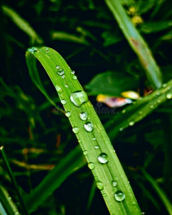 Drop of water stock image. Image of drop, click, nature - 255113967