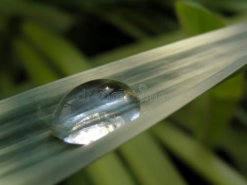 Droplet stock image. Image of close, leaves, raindrop - 13110541