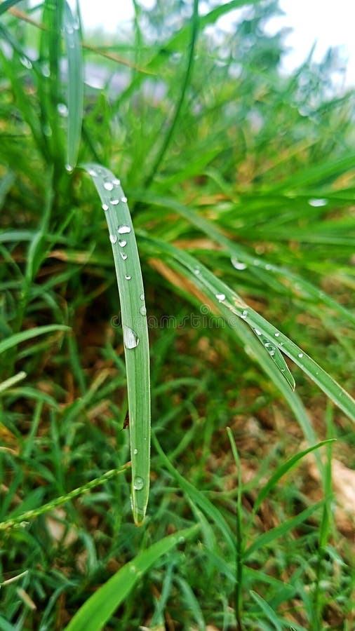 A Drop of Water on a Branch of Grass Stock Photo - Image of looking ...