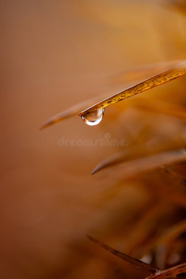 Drop of water on the bug stock image. Image of beautiful - 336904675