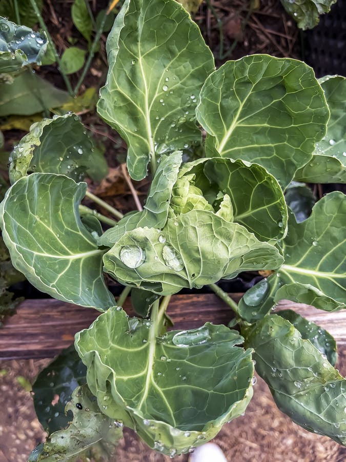 Drop of Water on a Cabbage Leaf in a Garden Bed Stock Image - Image of ...