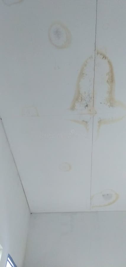 Drop Water from Ceiling in the Office Stock Photo - Image of wood ...