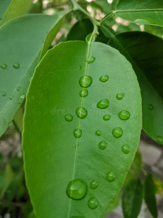 Drop Water from Close Up Green Nature Leave Stock Image - Image of drop ...
