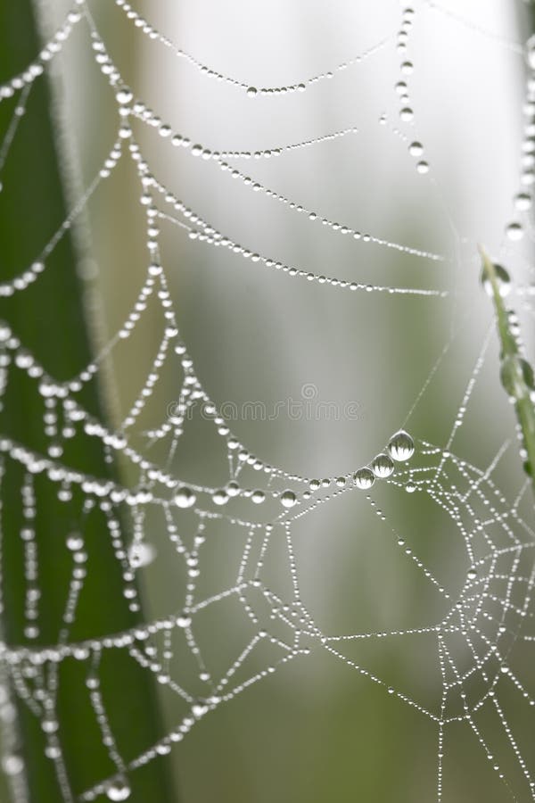 Drop of water on cobweb stock photo. Image of closeup - 48727628