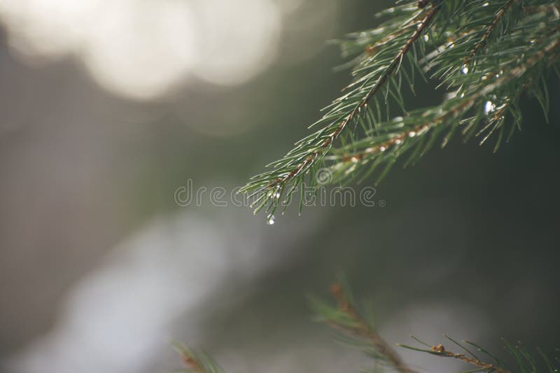 A Drop of Water on a Coniferous Branch Stock Image - Image of conifer ...
