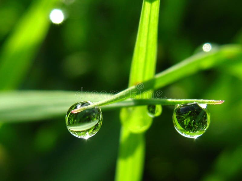 Water, Dew, Drop, Moisture Picture. Image: 102879088