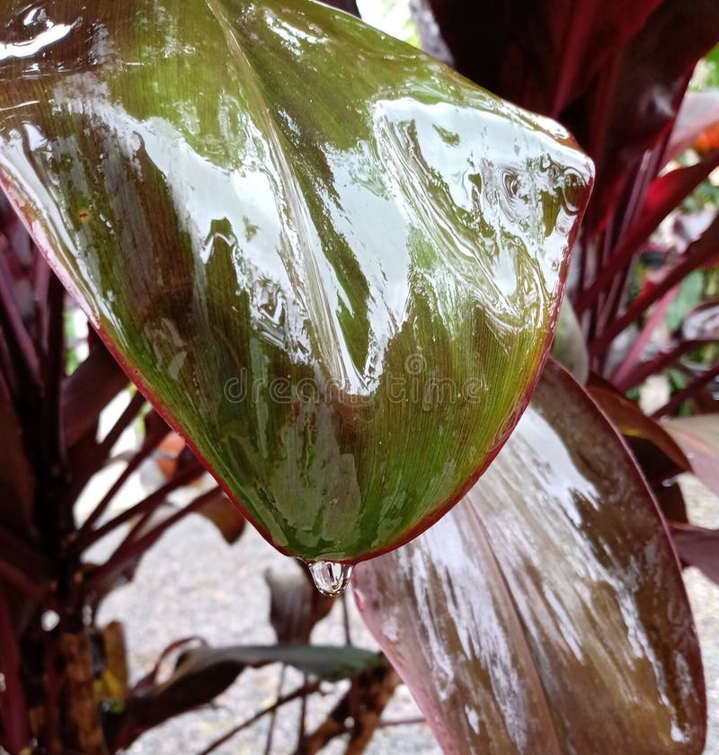 Drop of Water Drips Onto a Leaf Stock Image - Image of rainwater, drop ...