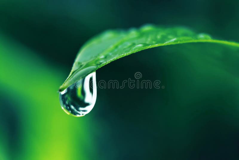 A Drop of Water on the Edge of Falling from a Leaf Stock Image - Image ...