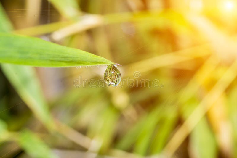 Drop water the end leaf stock image. Image of blue, rain - 83519377