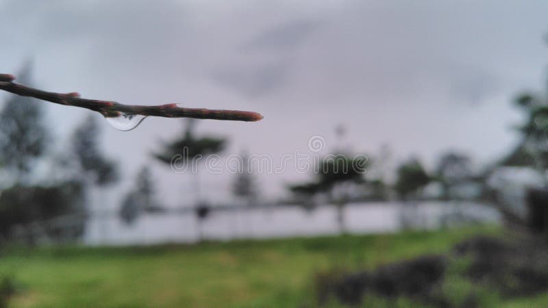 Drop of Water at the End of Twig Stock Image - Image of outdor, blurs ...