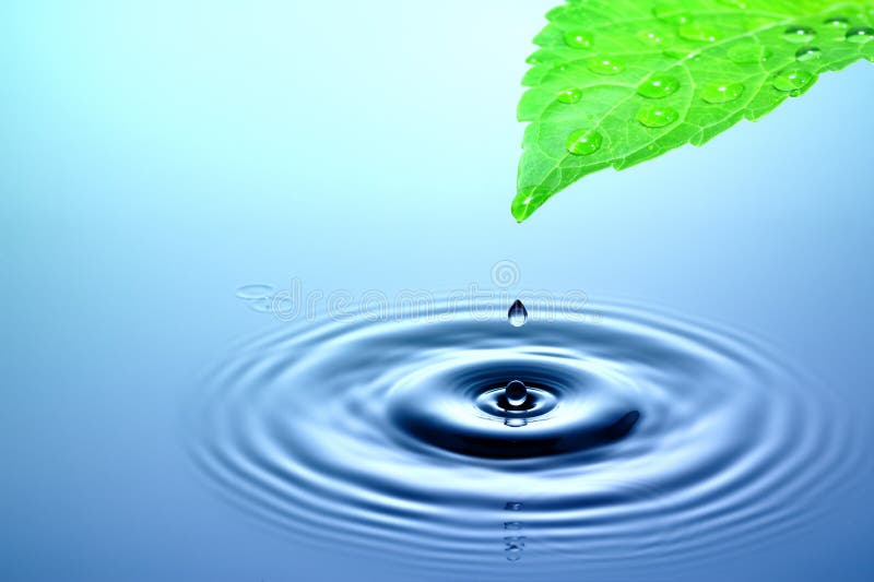 Drop of Water Falling from Green Leaf Stock Image - Image of nature ...