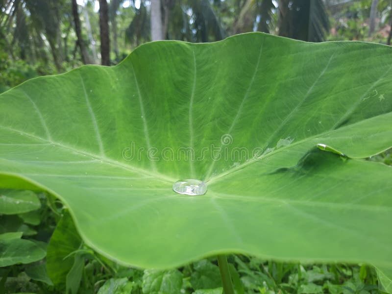 A Drop of Water Falling into a Gutter of Leaf after the Rain Falls ...