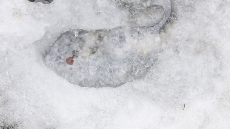 A Drop of Water Falls into a Melted Puddle. Climate Change Stock Video ...