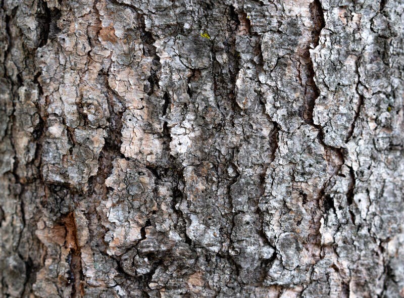 A Drop of Water Flows Down the Bark of a Tree Macro Stock Photo - Image ...