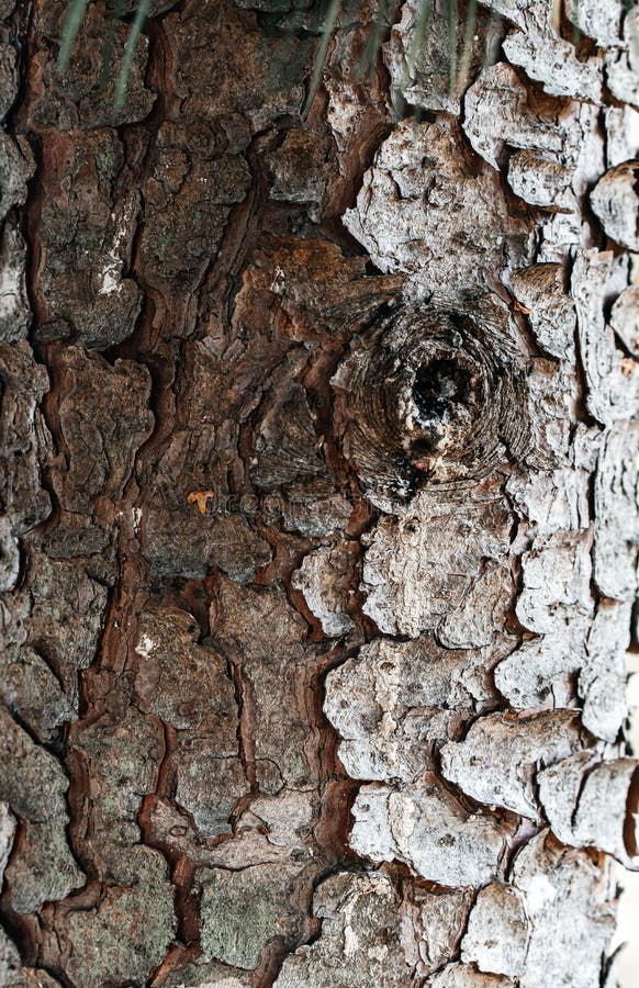 Drop Water Flows Down Bark Tree Macro Stock Photos - Free & Royalty ...