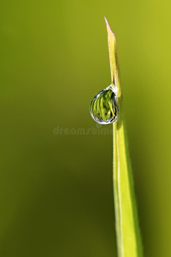 Drop stock photo. Image of drops, fall, drop, autumn - 45652462