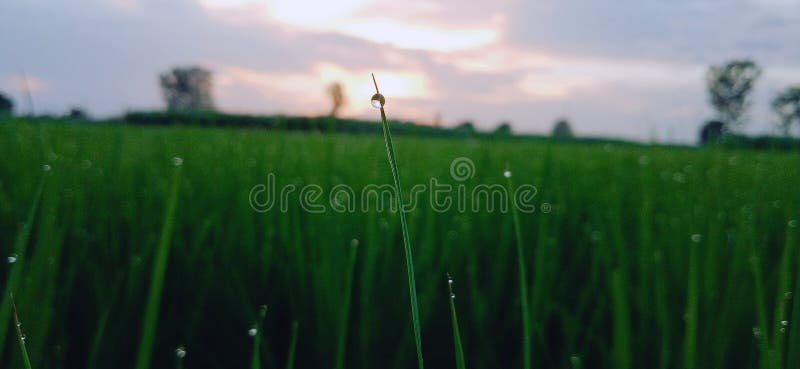 A Drop of Water on Grass and Amazing Weather Stock Image - Image of ...