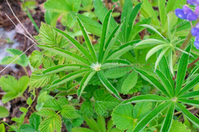 Star rain stock image. Image of curious, shooting, star - 1878995