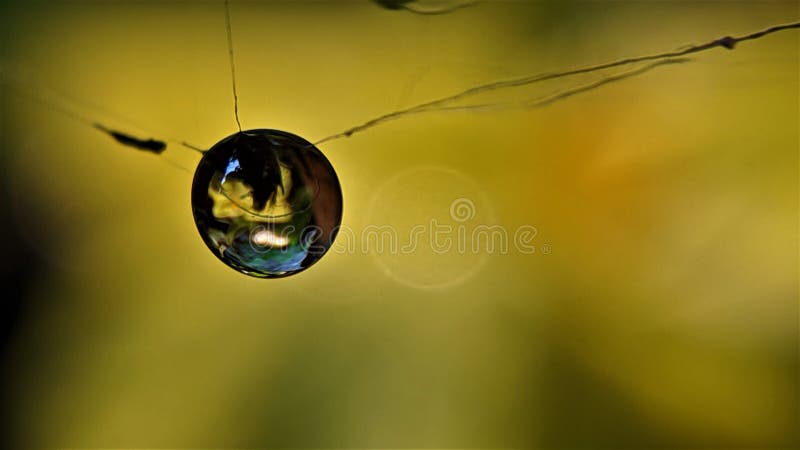 A Drop of Water Hanging from Strings Stock Photo - Image of background ...