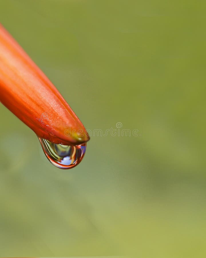 Drop of Water. Isolated. Copy Space Stock Image - Image of dropping ...