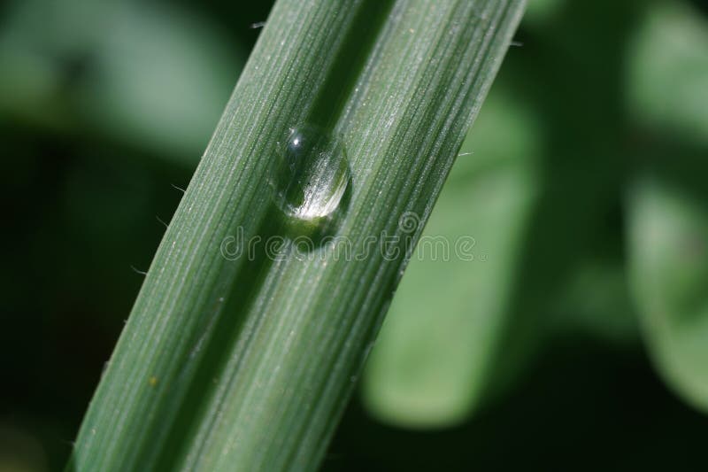 Drop of Water on Leaf in the Forest Stock Image - Image of bubble ...