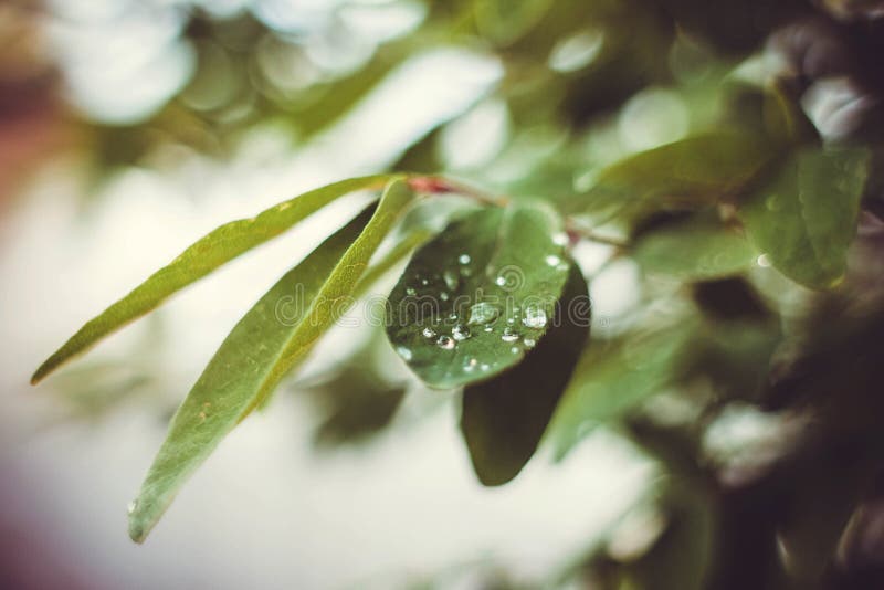 Drop of Water on Leaf of Tree Stock Image - Image of fresh, botany ...