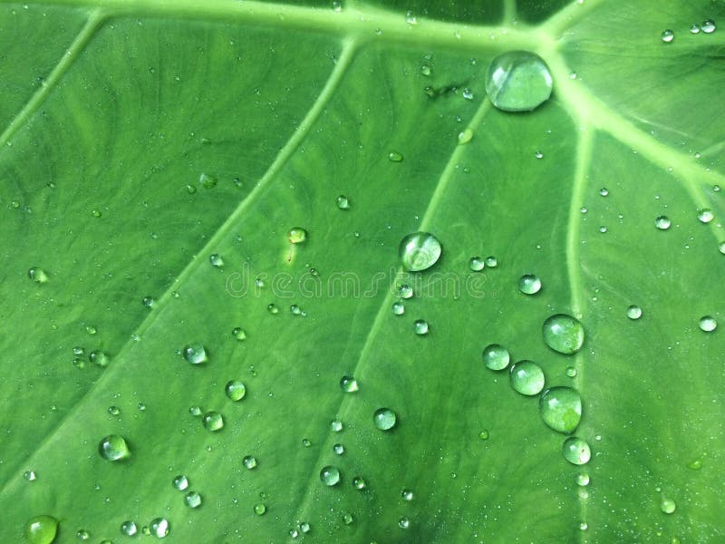 Drop stock image. Image of water, green, drop, leaves - 228537439