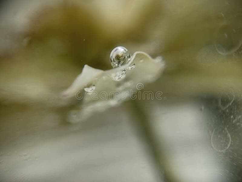 A Drop of Water Lies on a Petal in a Glass Stock Image - Image of glass ...