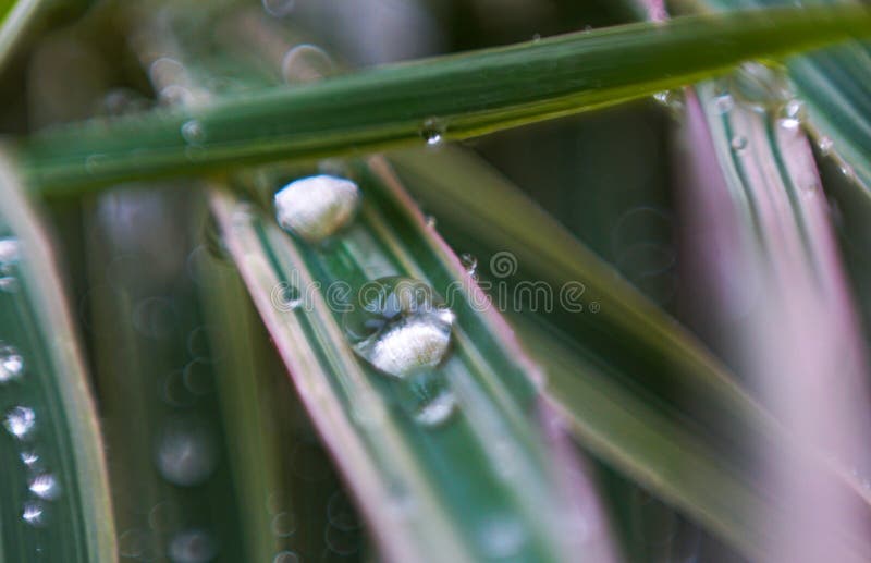 A Drop of Water on a May Leaf Stock Photo - Image of leaf, herb: 263569152