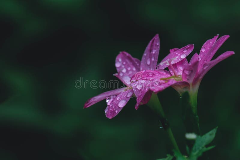 Drop Water on Pink Rain Lily Flower Stock Image - Image of cultivate ...