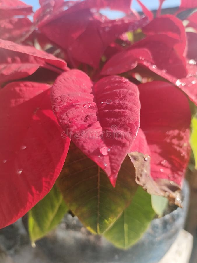 A Drop of Water on a Red Leaf in Ciwidey in the Morning of March 18 ...
