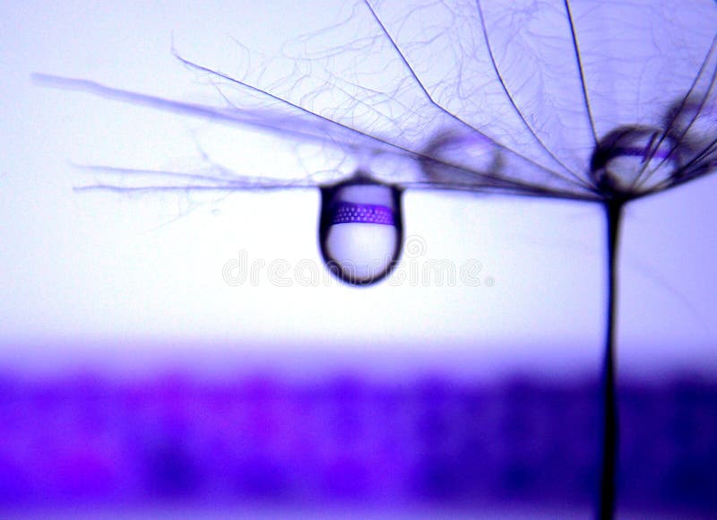 Drops of Water and Reflection Stock Photo - Image of plant, color ...