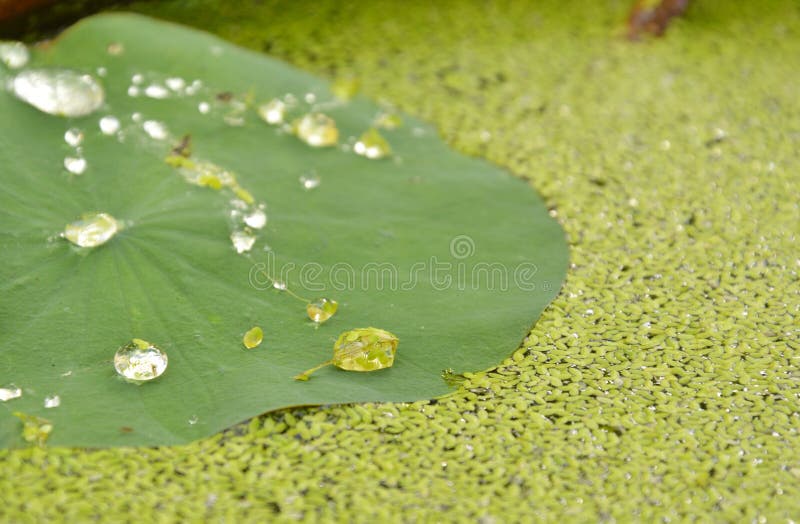 Aquatic Weed Stain Floating on Water Surface in Pool Stock Image ...