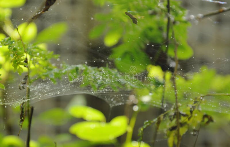 Drop of Water on Spider Net in Garden Stock Photo - Image of bright ...