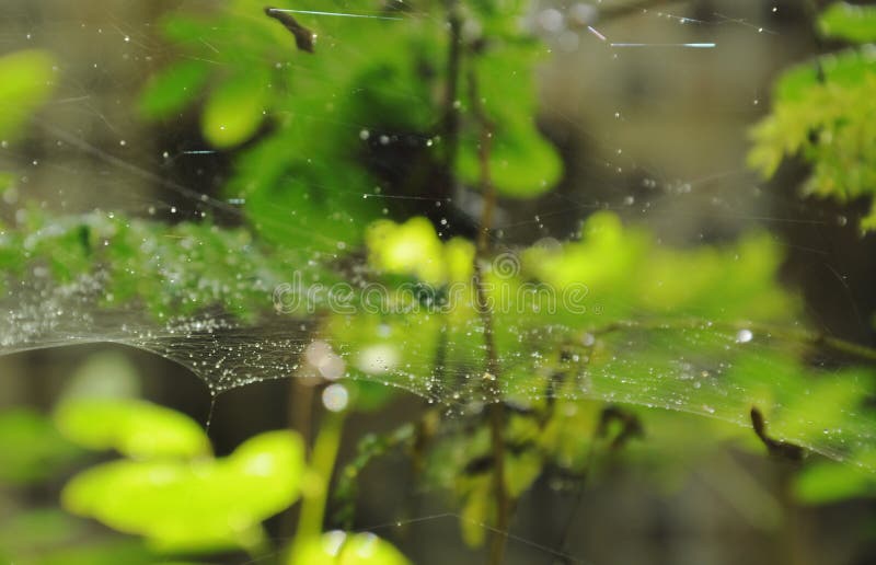 Drop of Water on Spider Net in Garden Stock Photo - Image of green ...