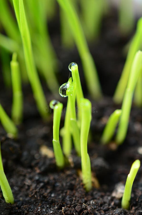 A drop of water on sprout stock photo. Image of overed - 126576844